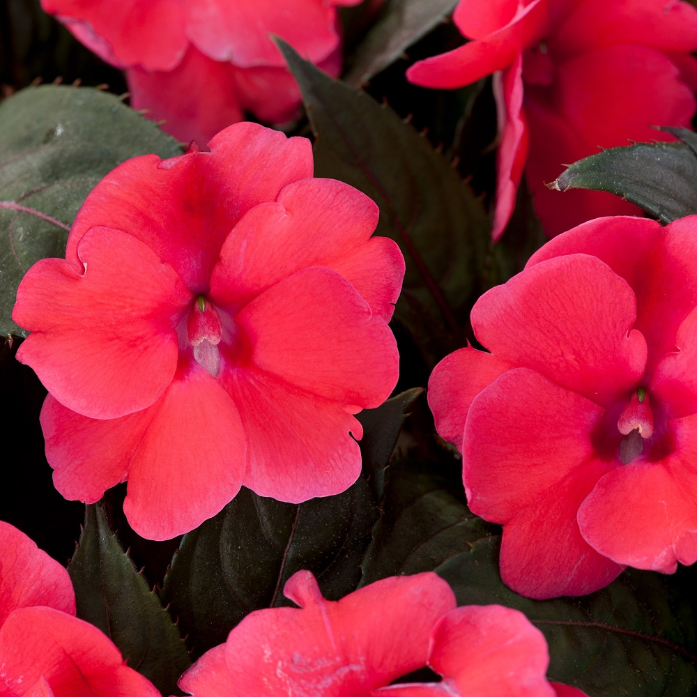 Product view - Elsner PAC - englisch