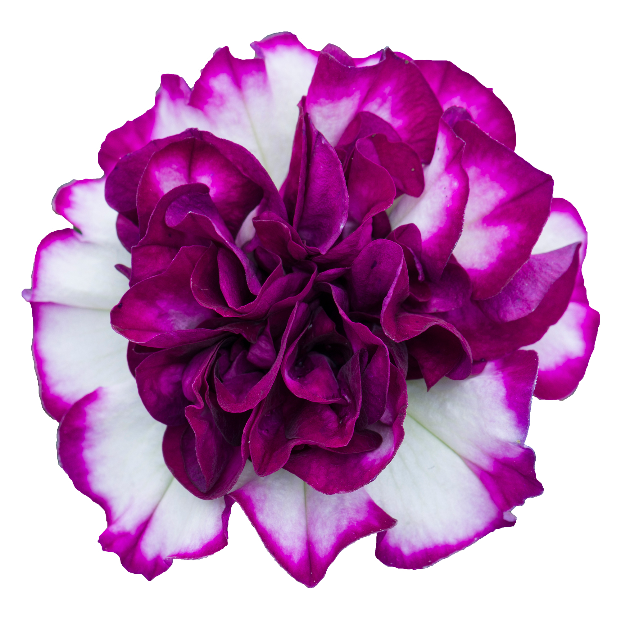 Product view - Elsner PAC - englisch