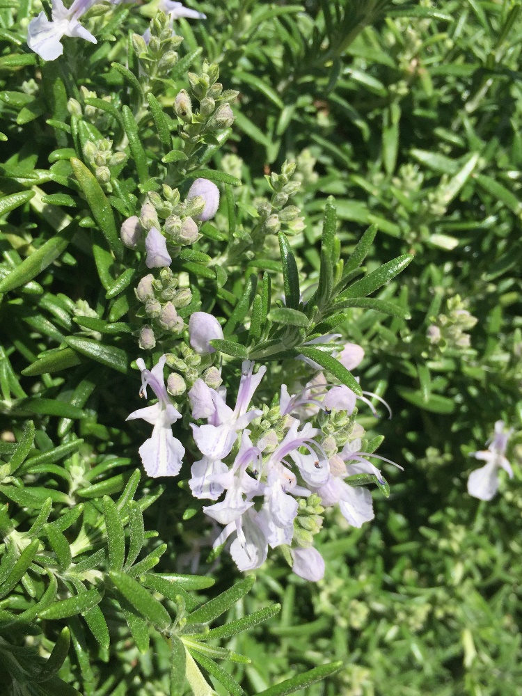 Product view - Elsner PAC - amerikanisch