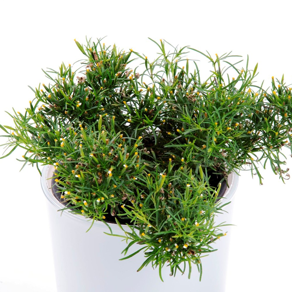 Produktansicht - Elsner PAC - deutsch